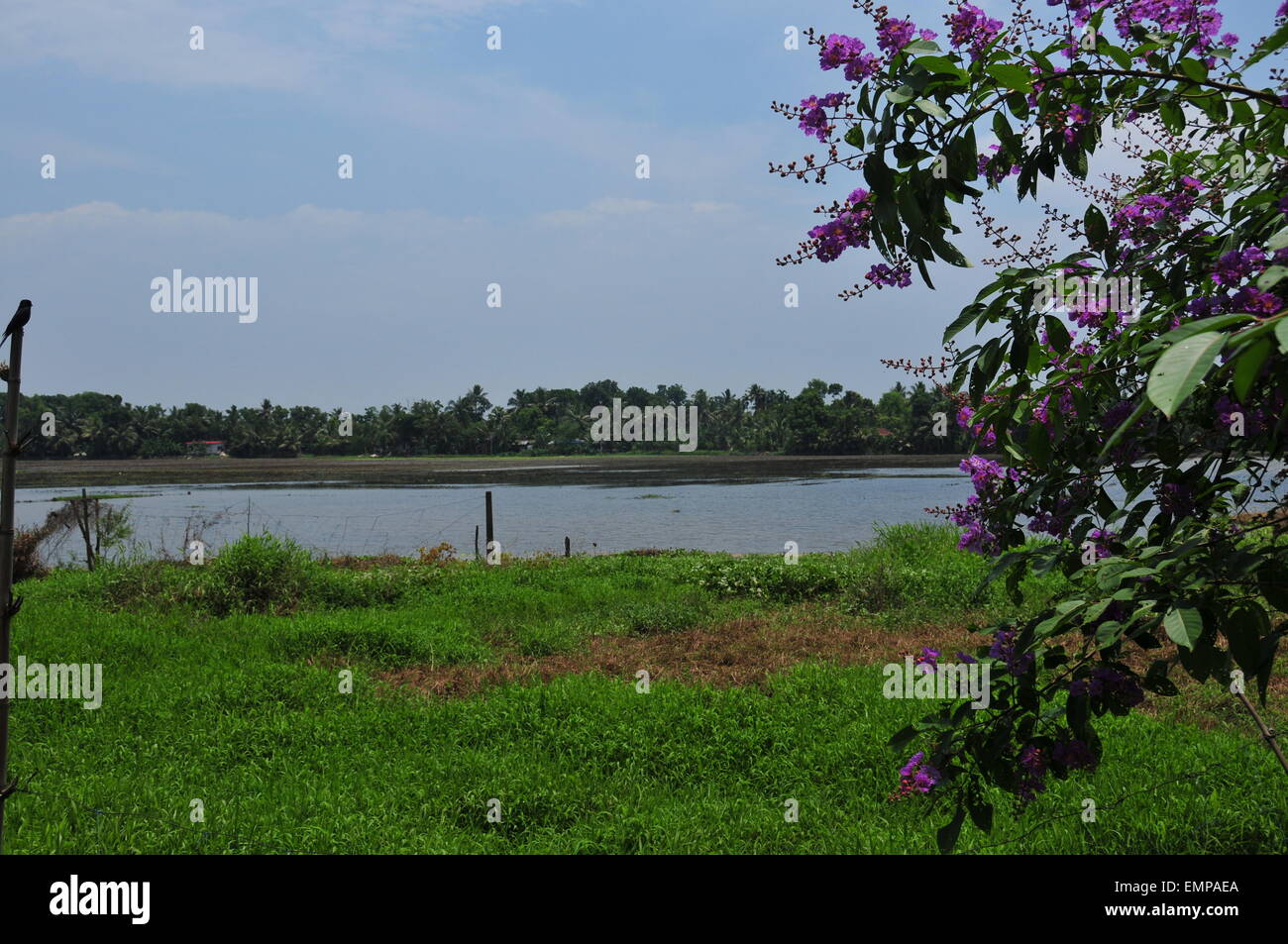 Violet flowers on backwater background Stock Photo - Alamy