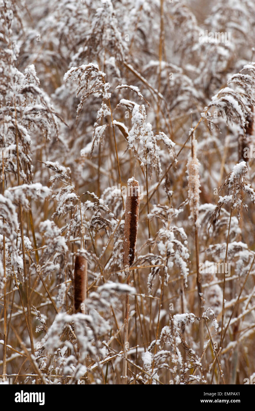 Reed bull hi-res stock photography and images - Alamy