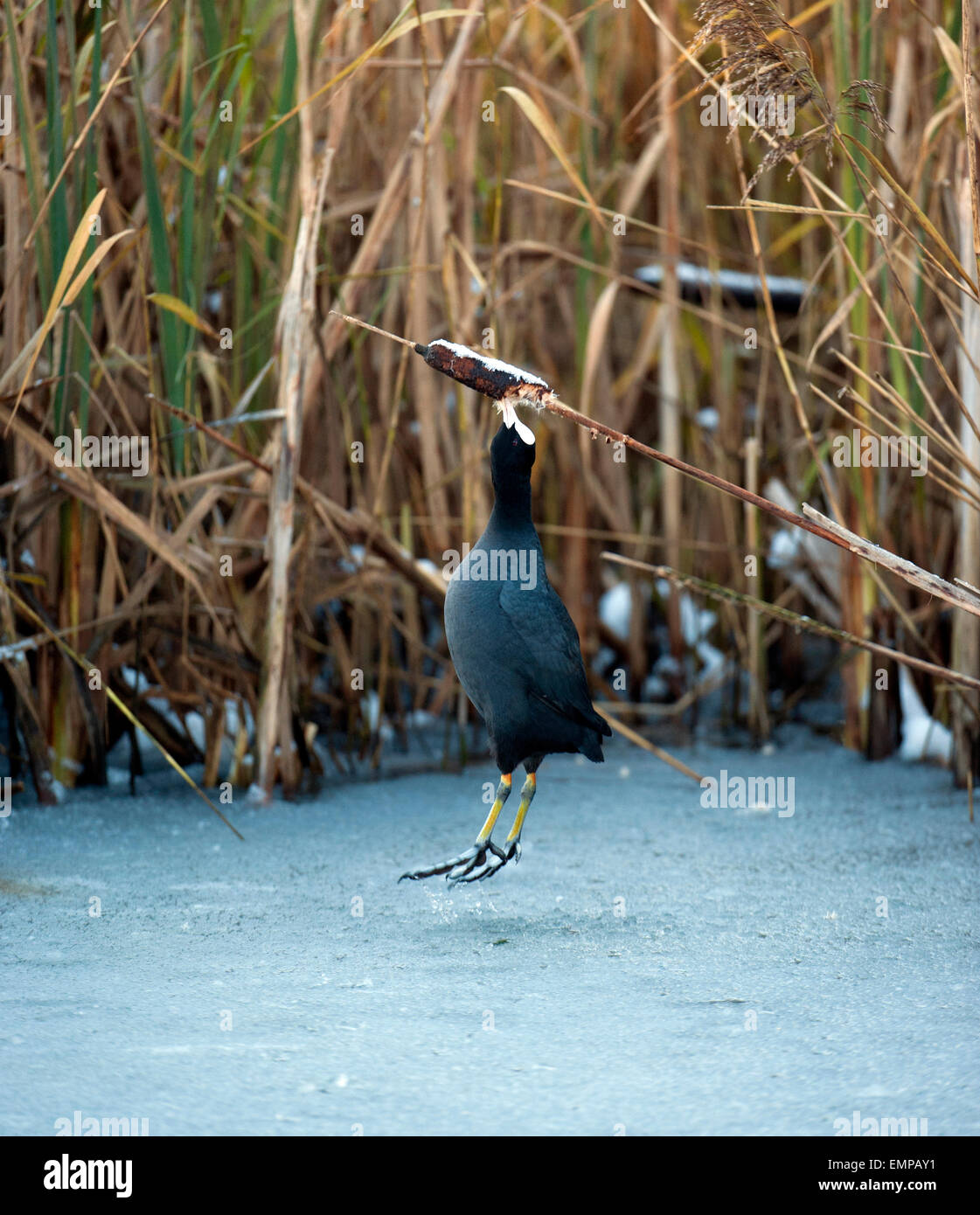 Extreme icy winter weather. Coots Fulica atra pull down reed mace ...