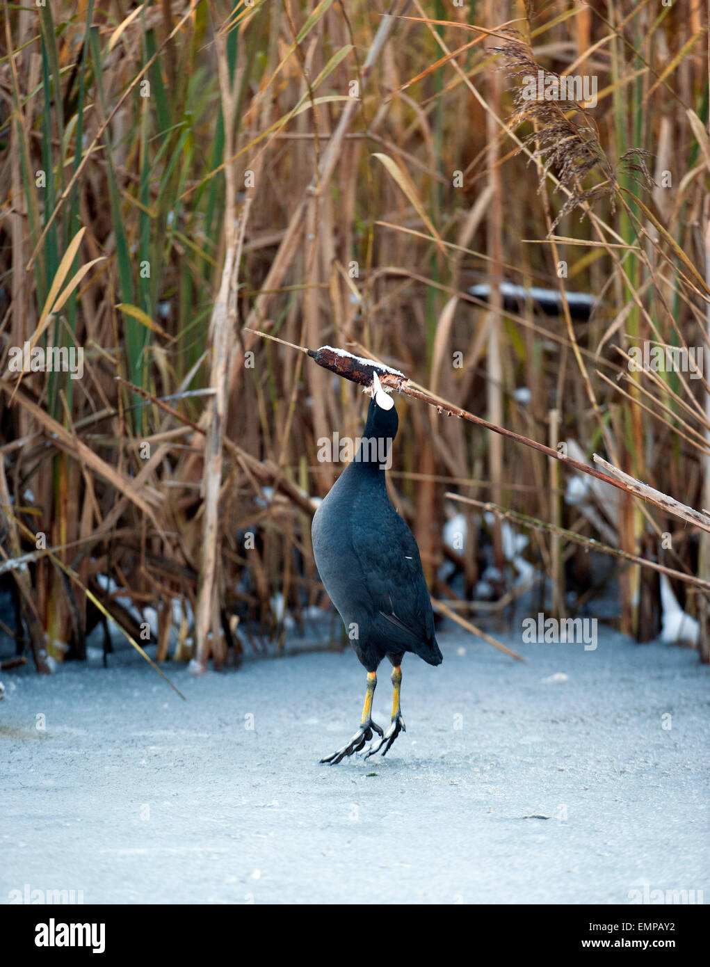 Extreme icy winter weather. Coots Fulica atra pull down reed mace ...
