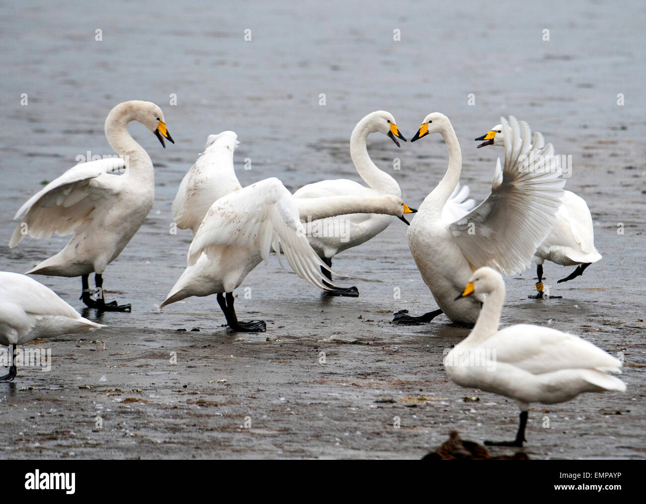Aggressive behavior hi-res stock photography and images - Alamy