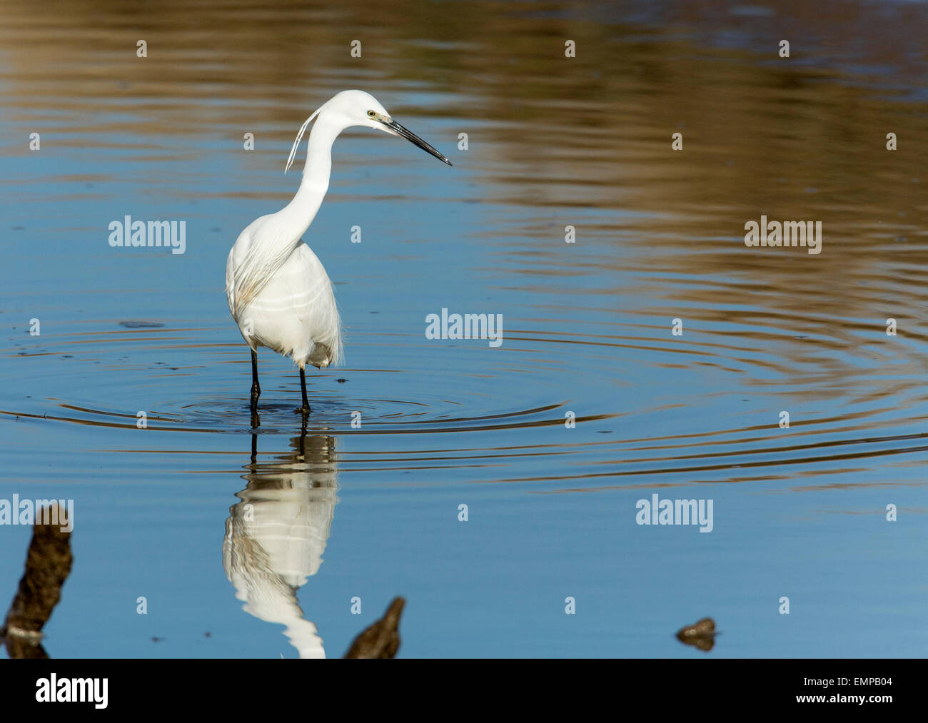 White little egrets hi-res stock photography and images - Alamy