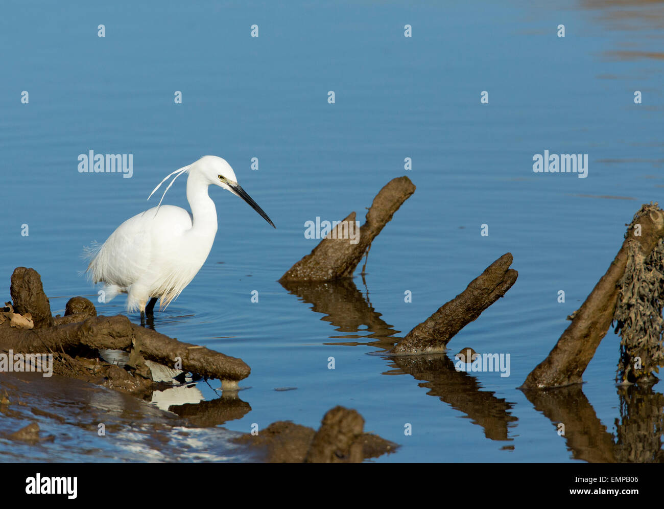 White little egrets hi-res stock photography and images - Alamy