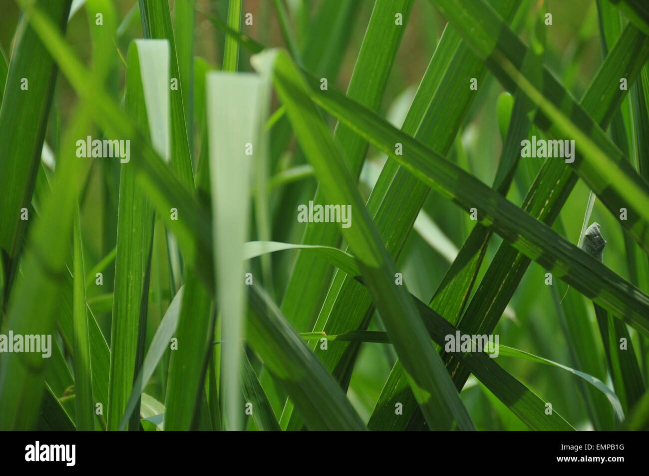 Green plants for better planet Stock Photo - Alamy