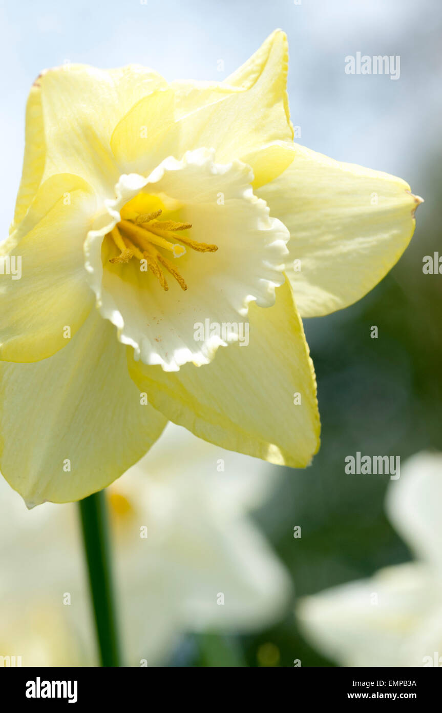 A portrait view of a single pale yellow daffodil Stock Photo - Alamy