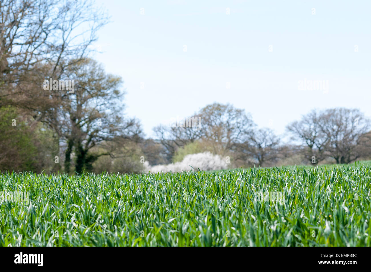 Plumpton england hi-res stock photography and images - Alamy