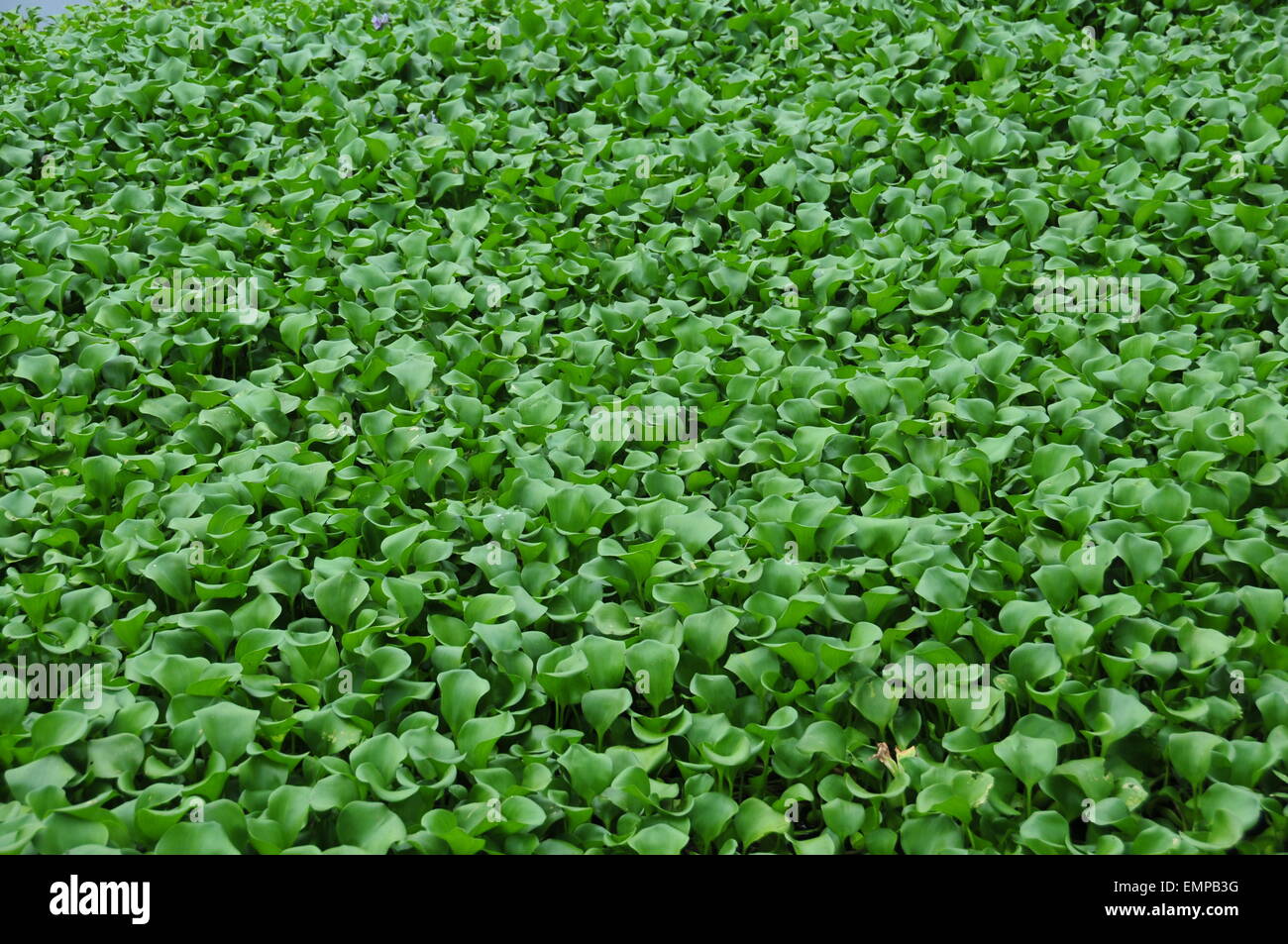 Green plants for better planet Stock Photo - Alamy