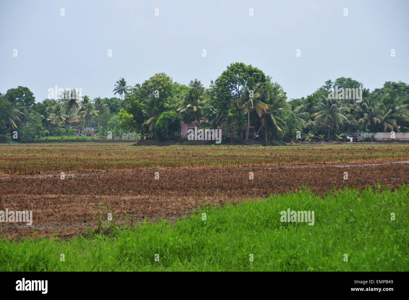 Paddy field in kerala hi-res stock photography and images - Alamy