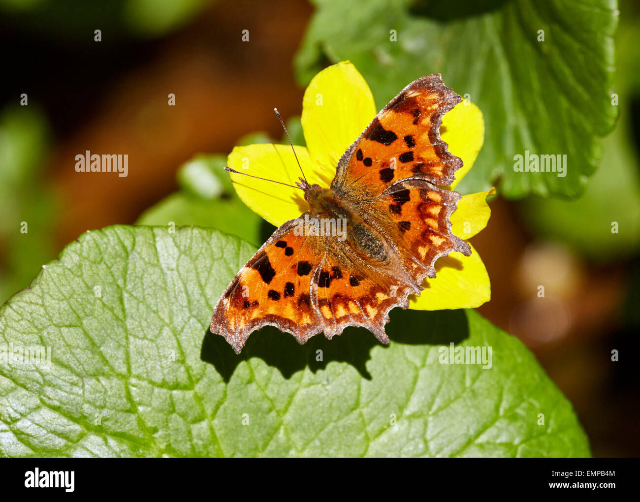 Comma butterfly on Marsh Marigold. West End Common, Esher, Surrey ...