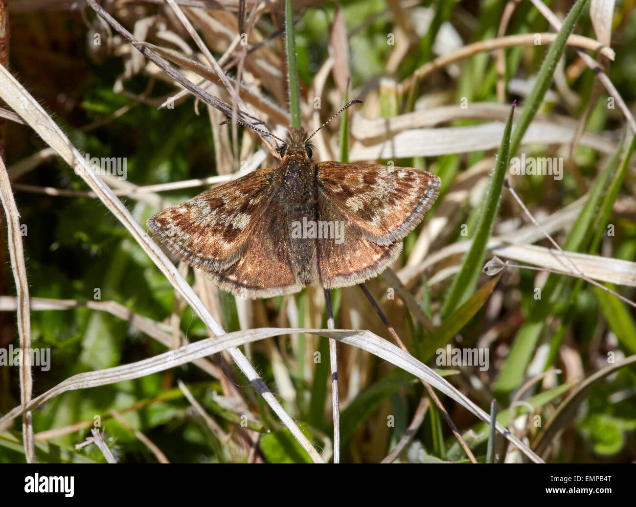 Dingy Skipper butterfly. Denbies Hillside, Ranmore Common, Surrey ...