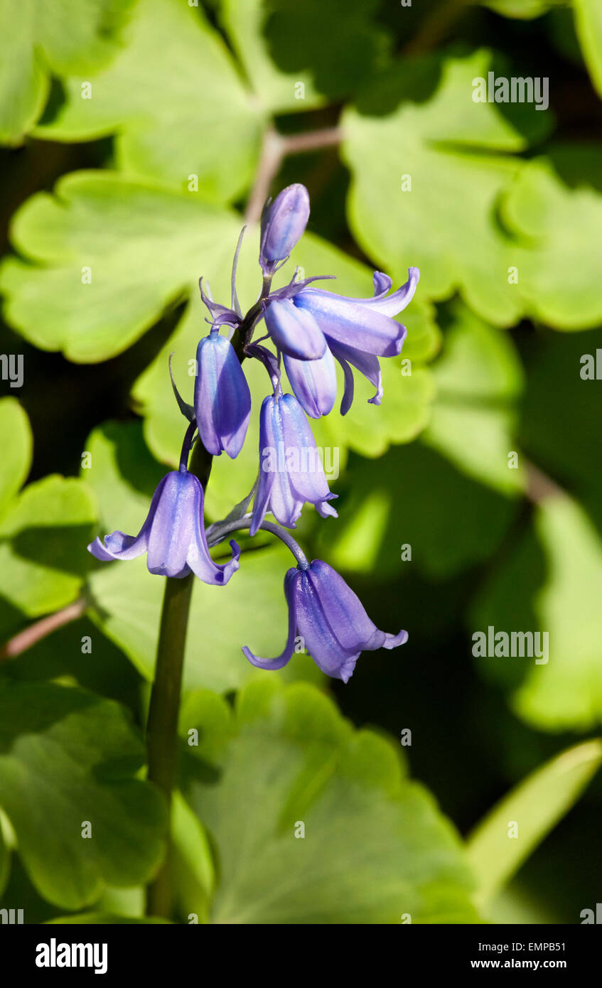 English spring flowers hi-res stock photography and images - Alamy