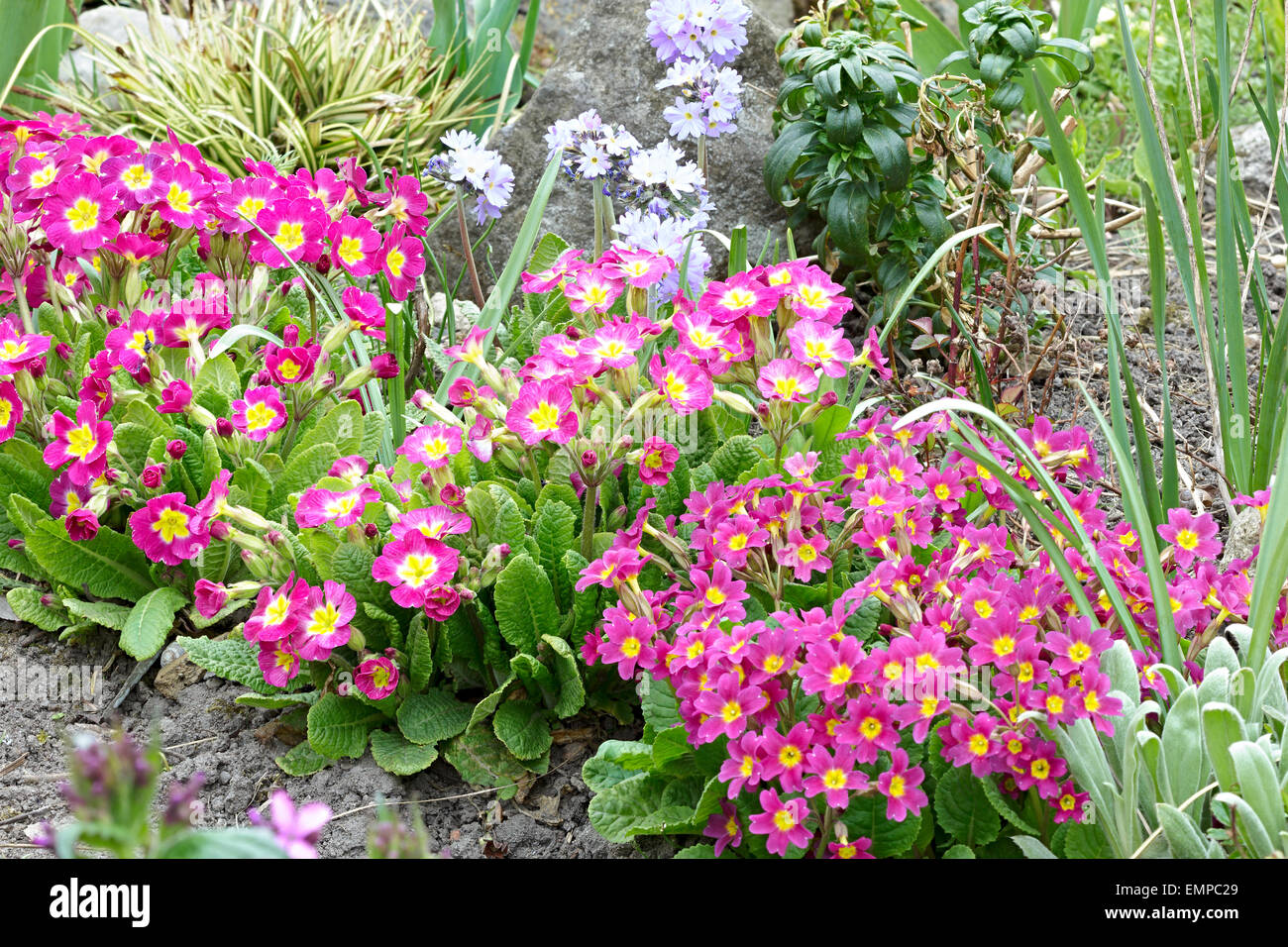 Red primrose hi-res stock photography and images - Alamy