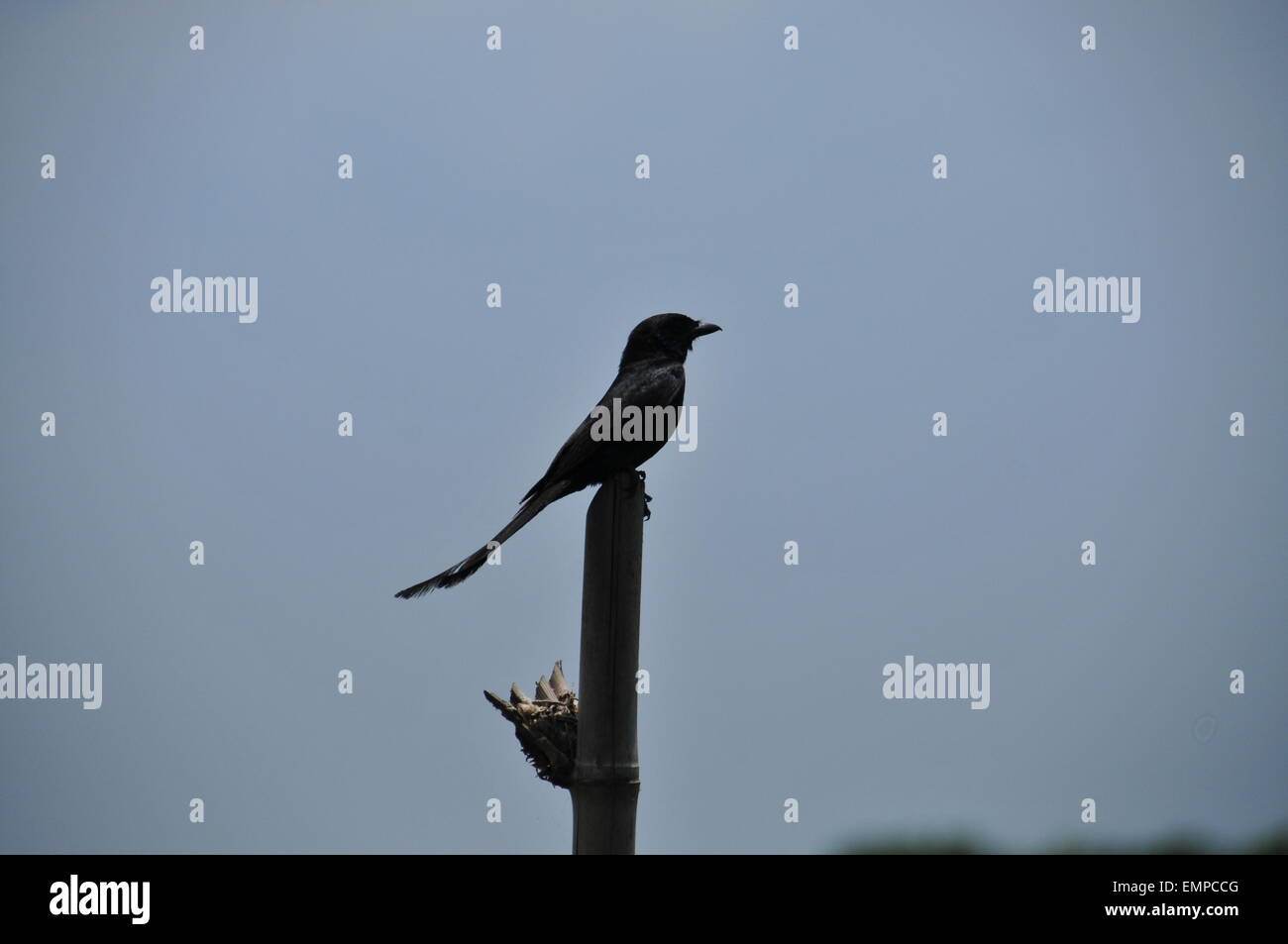 Different bird species hi-res stock photography and images - Alamy