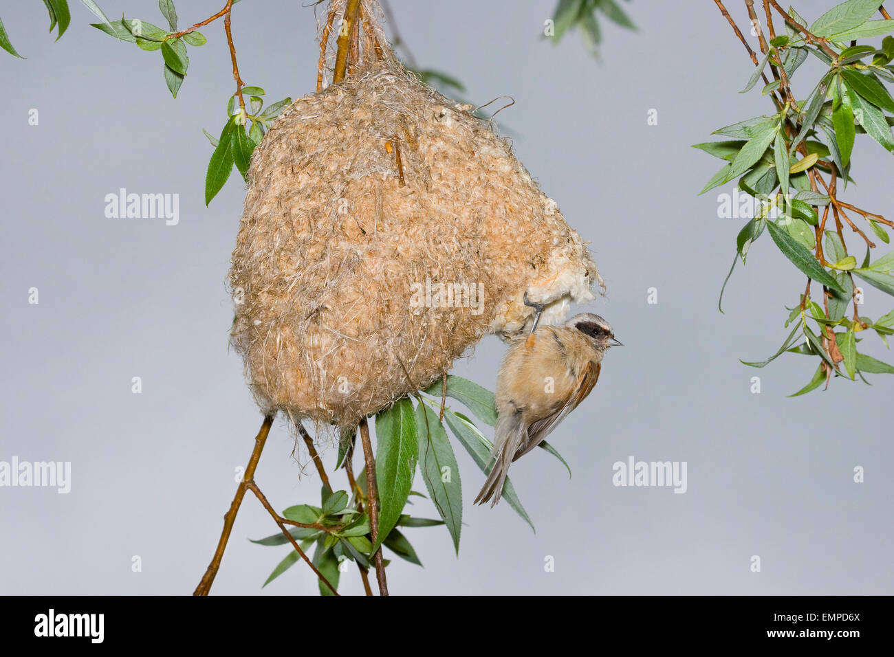 Eurasian Penduline Tit (Remiz pendulinus) on the nest, Thuringia ...
