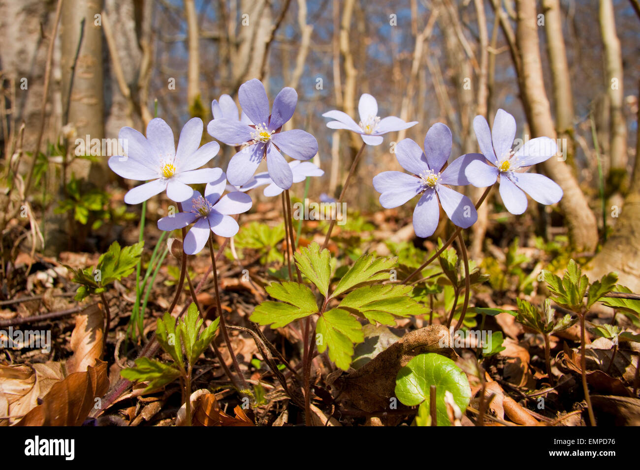 Roundlobe hepatica hi-res stock photography and images - Alamy