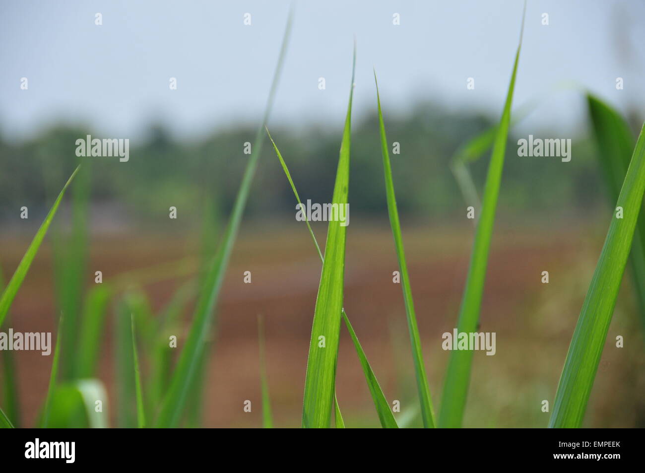 Green plants for better planet Stock Photo - Alamy