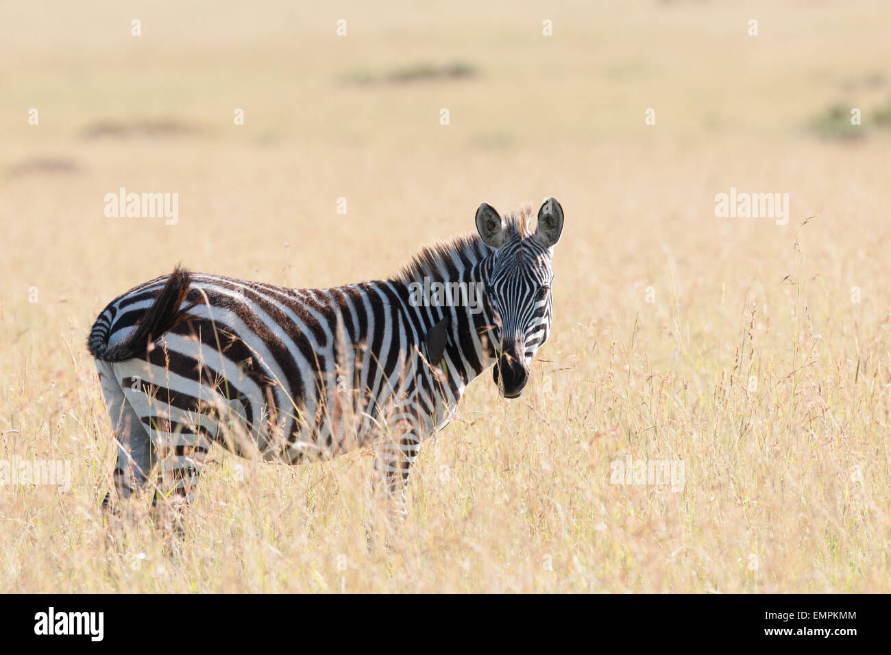 zebra in the Savanna of Kenya Stock Photo - Alamy