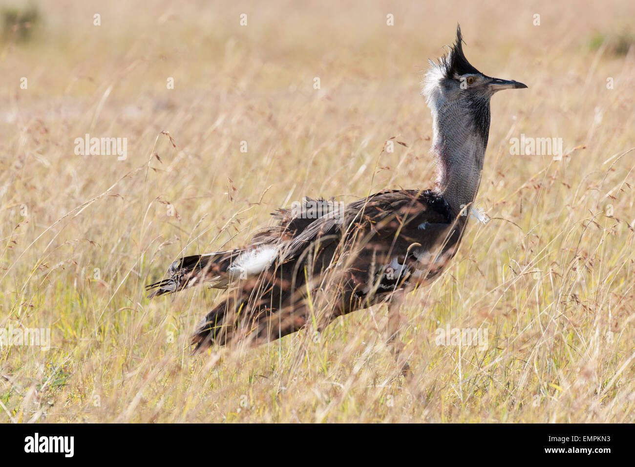 birds in the Masai Mara Stock Photo - Alamy