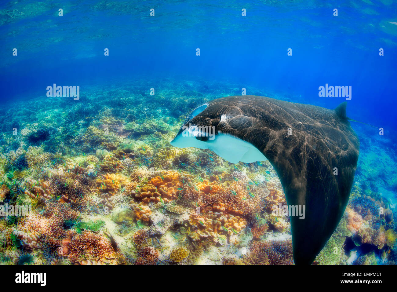 Manta ray coral hi-res stock photography and images - Alamy