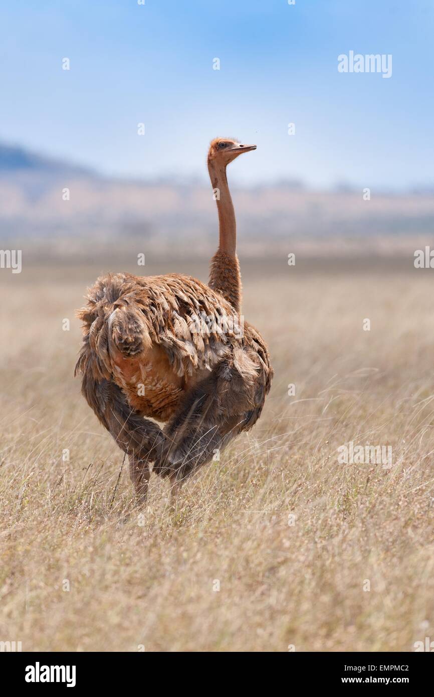 ostrich in the savanna of Kenya Stock Photo - Alamy