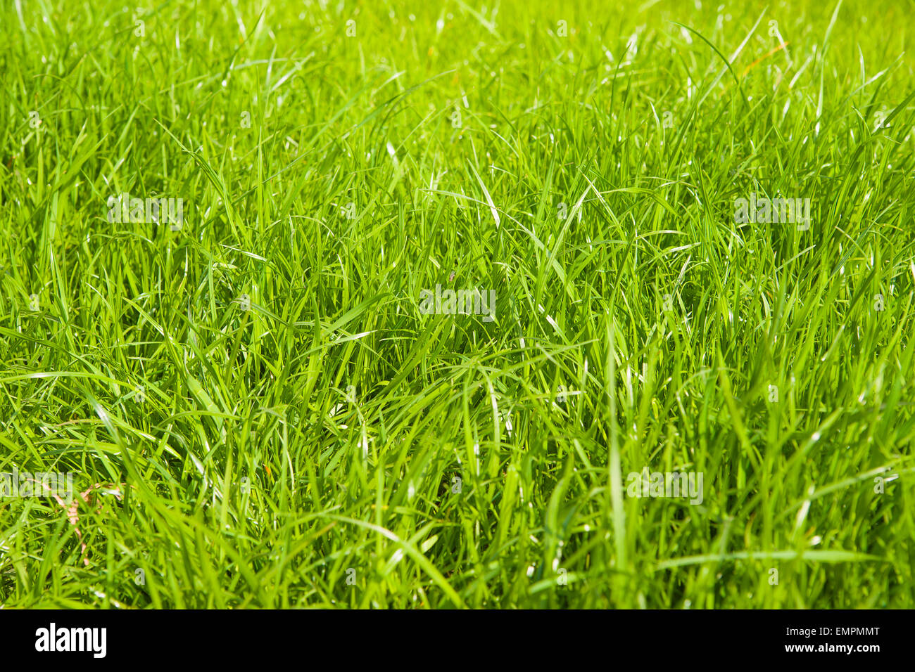 Green grass growing from a spring lawn. Background Stock Photo - Alamy