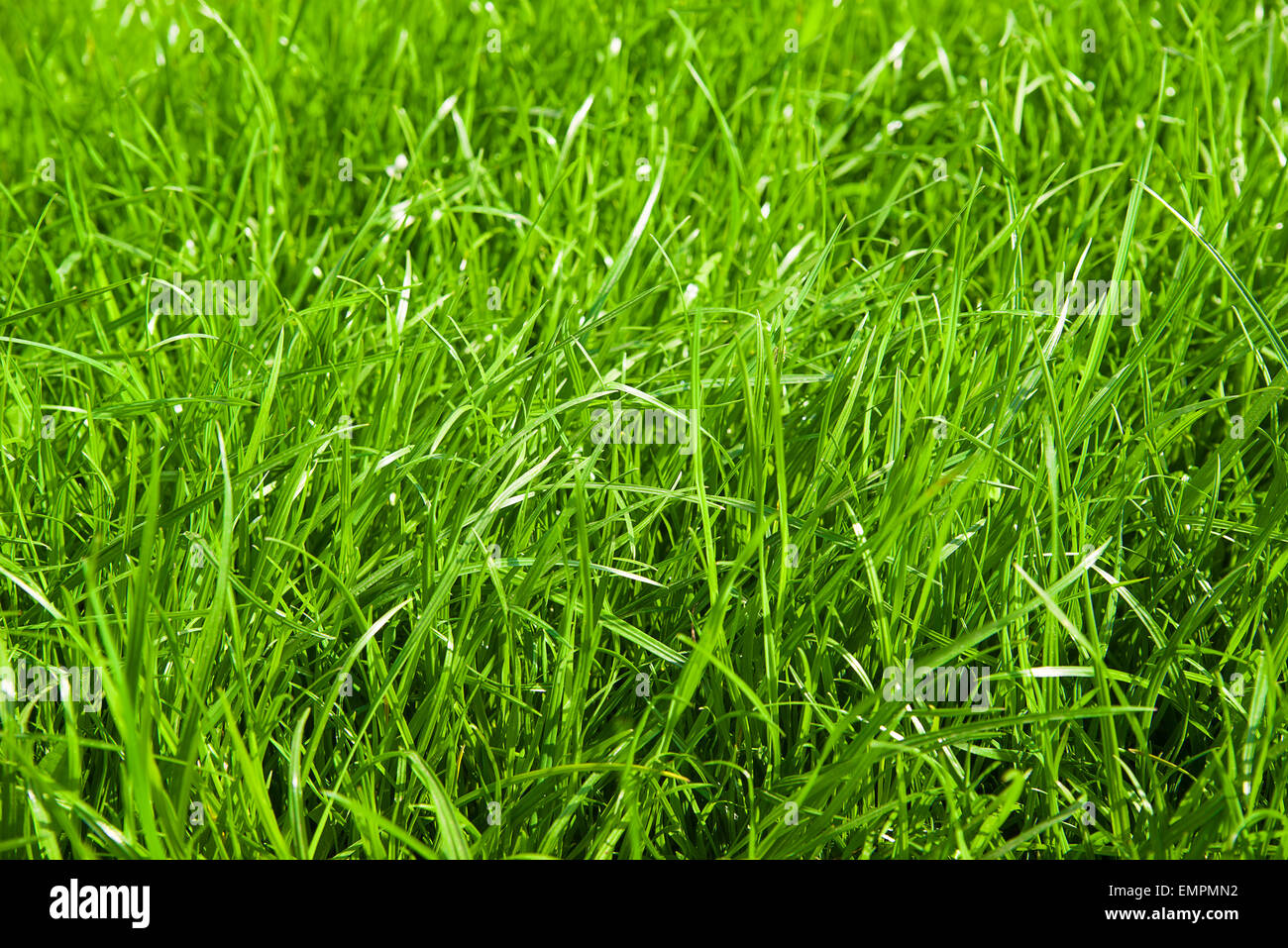 Green grass growing from a spring lawn. Background Stock Photo - Alamy