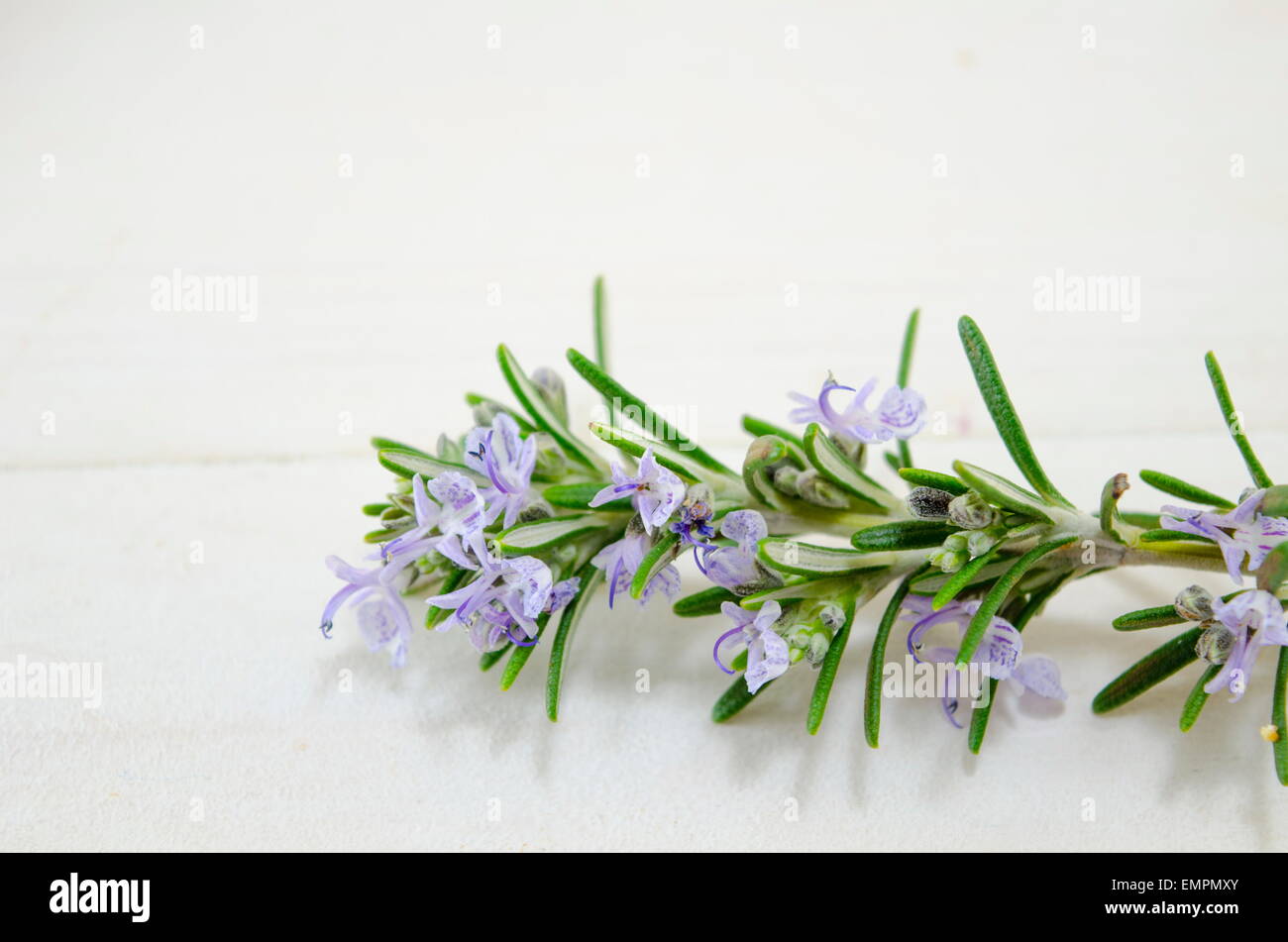 Branch of fresh rosemary hi-res stock photography and images - Alamy