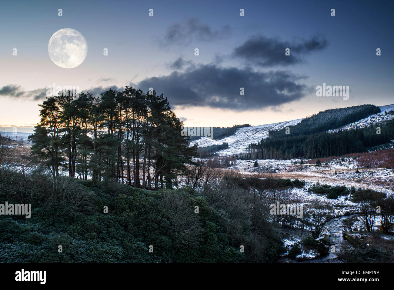 Pre forest hi-res stock photography and images - Alamy