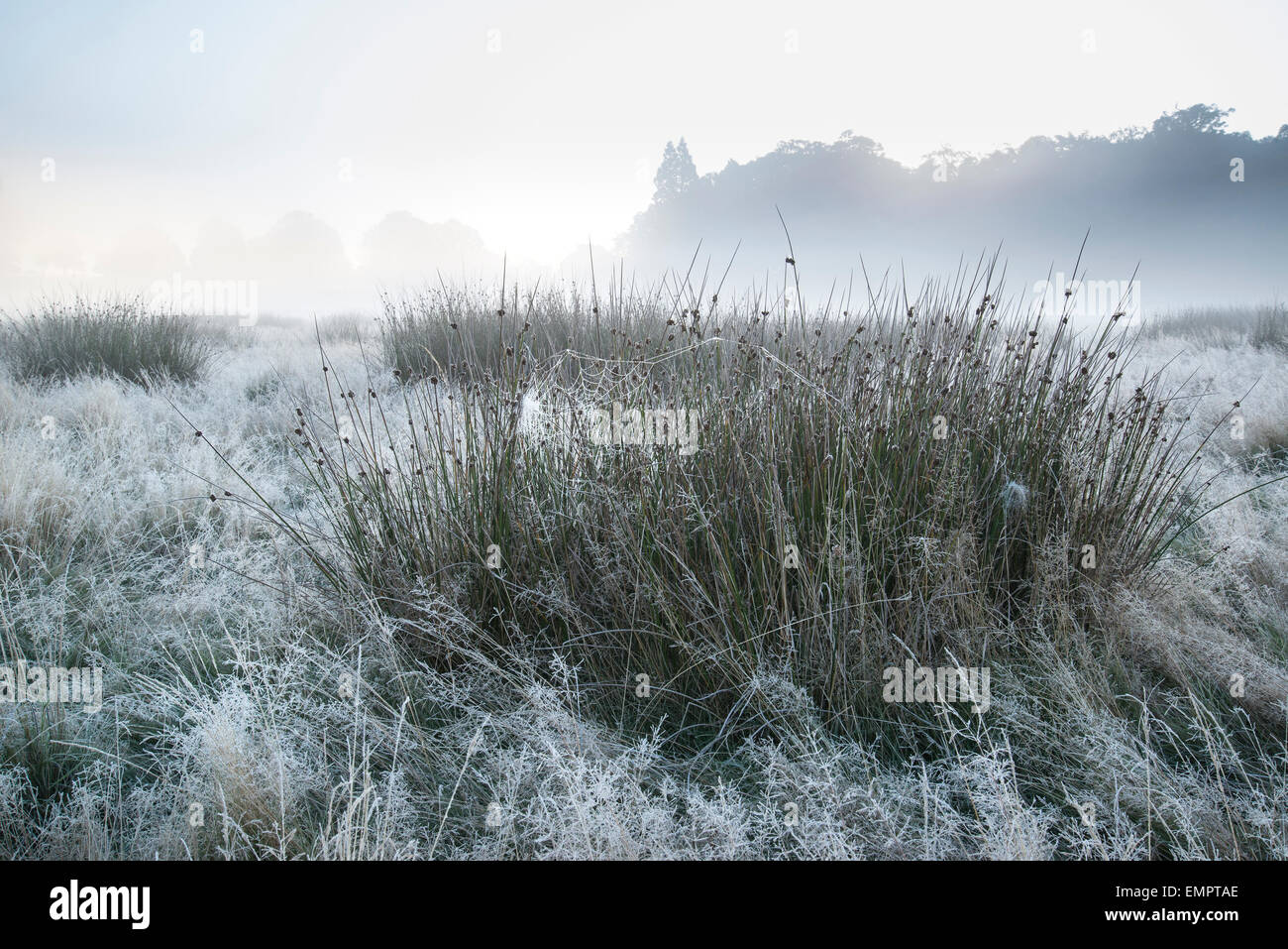 Beautiful Autumn Fall sunrise foggy landscape over frost covered field ...