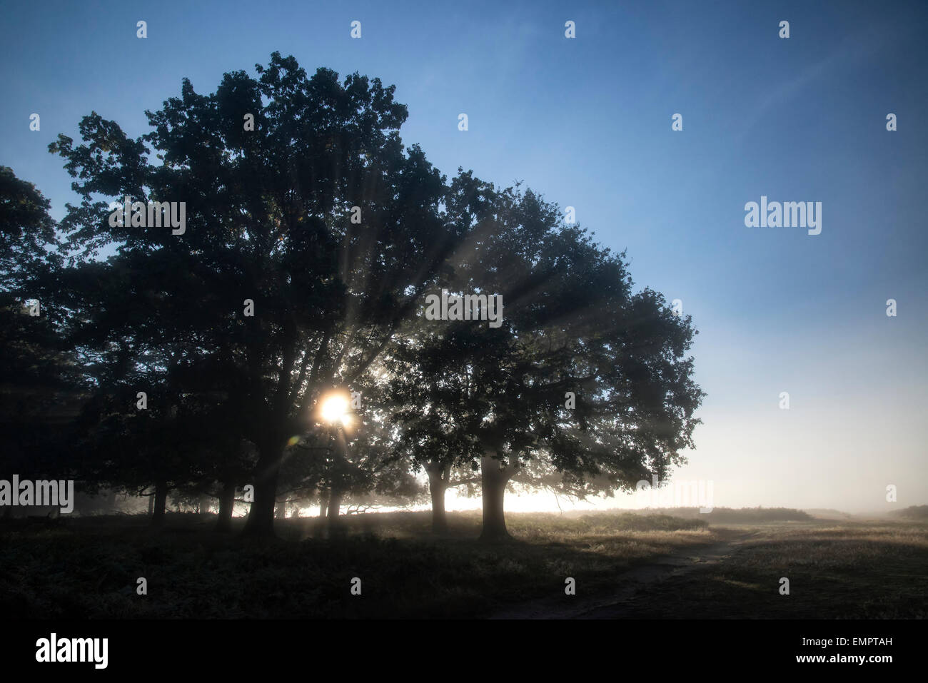 Sun beams shining through forest trees in foggy Autumn Fall sunrise ...