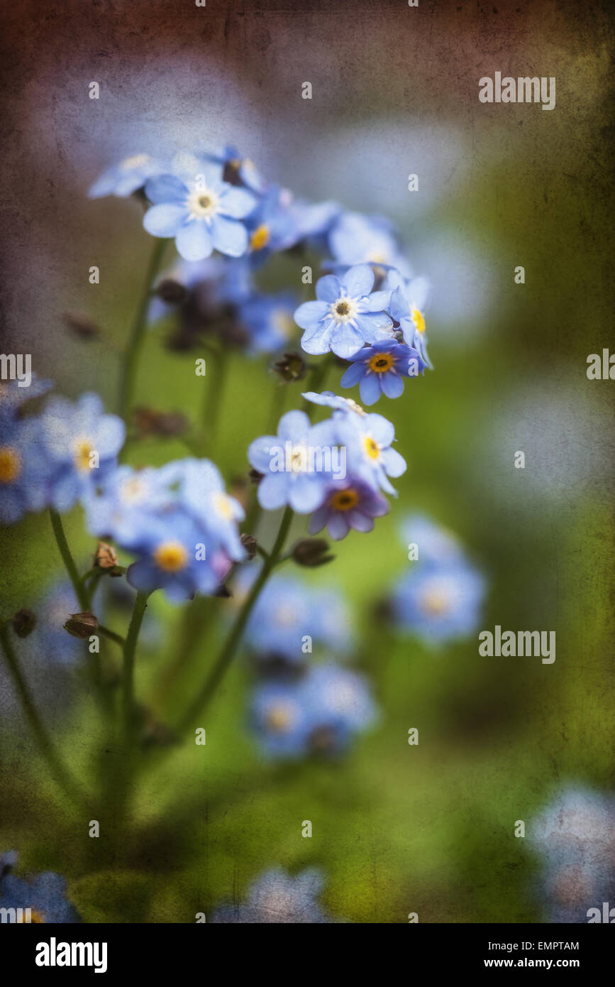 Beautiful forget-me-not Spring flowers with textured and vignette ...