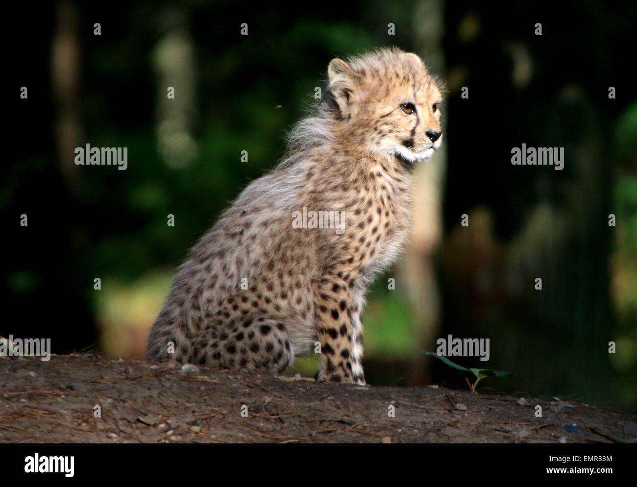Baby Cheetah cubs (Acinonyx jubatus) sitting pretty in the last rays of ...