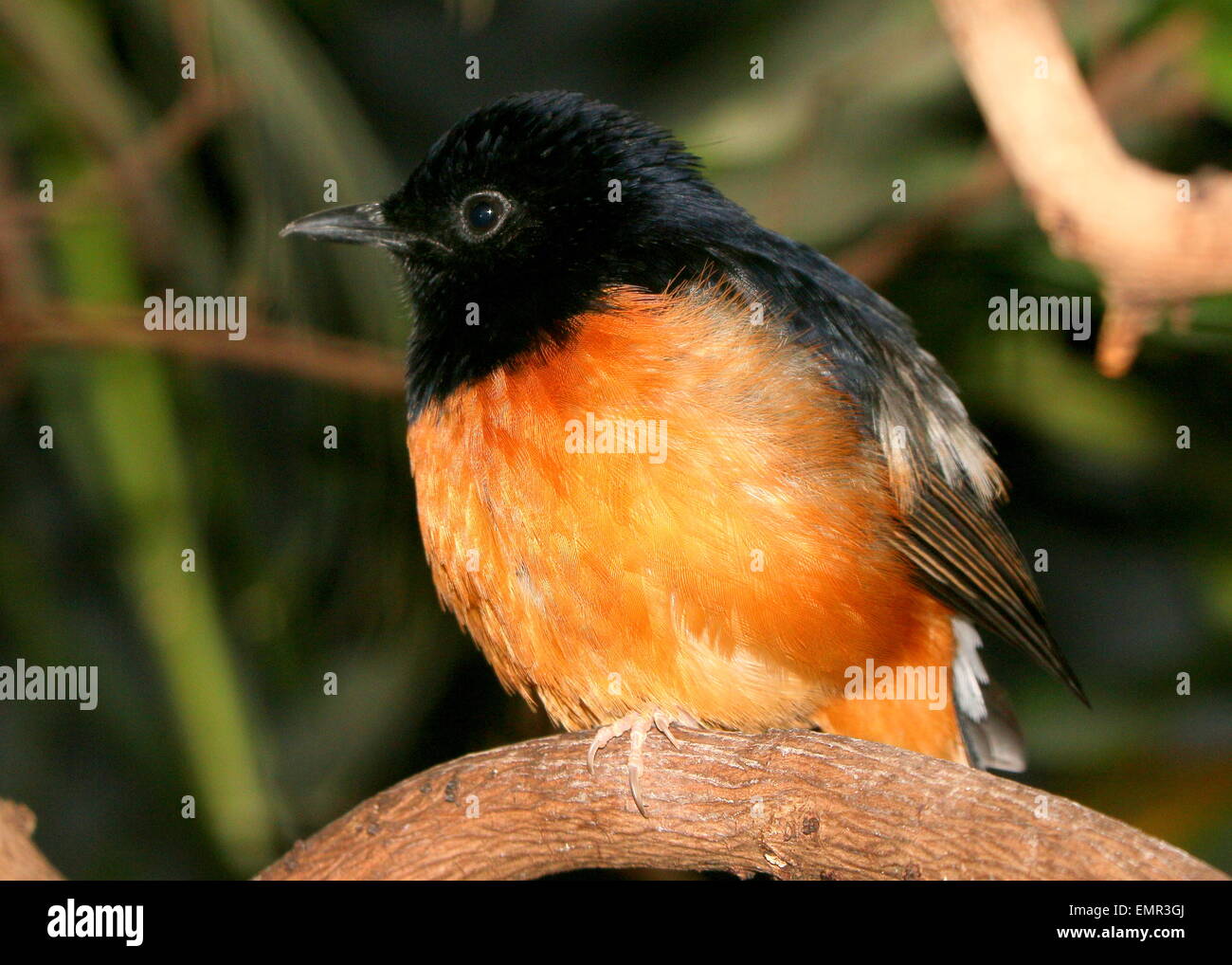 Male Southeast Asian White-rumped Shama bird (Copsychus malabaricus ...