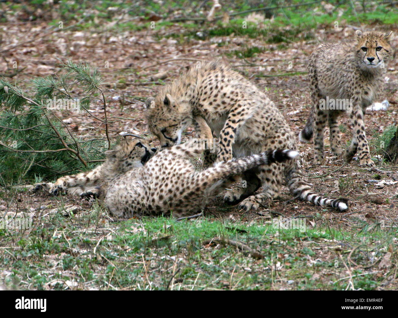 Cheetah fight hi-res stock photography and images - Alamy