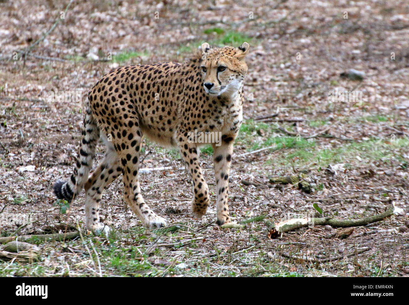 Wary cheetahs hi-res stock photography and images - Alamy