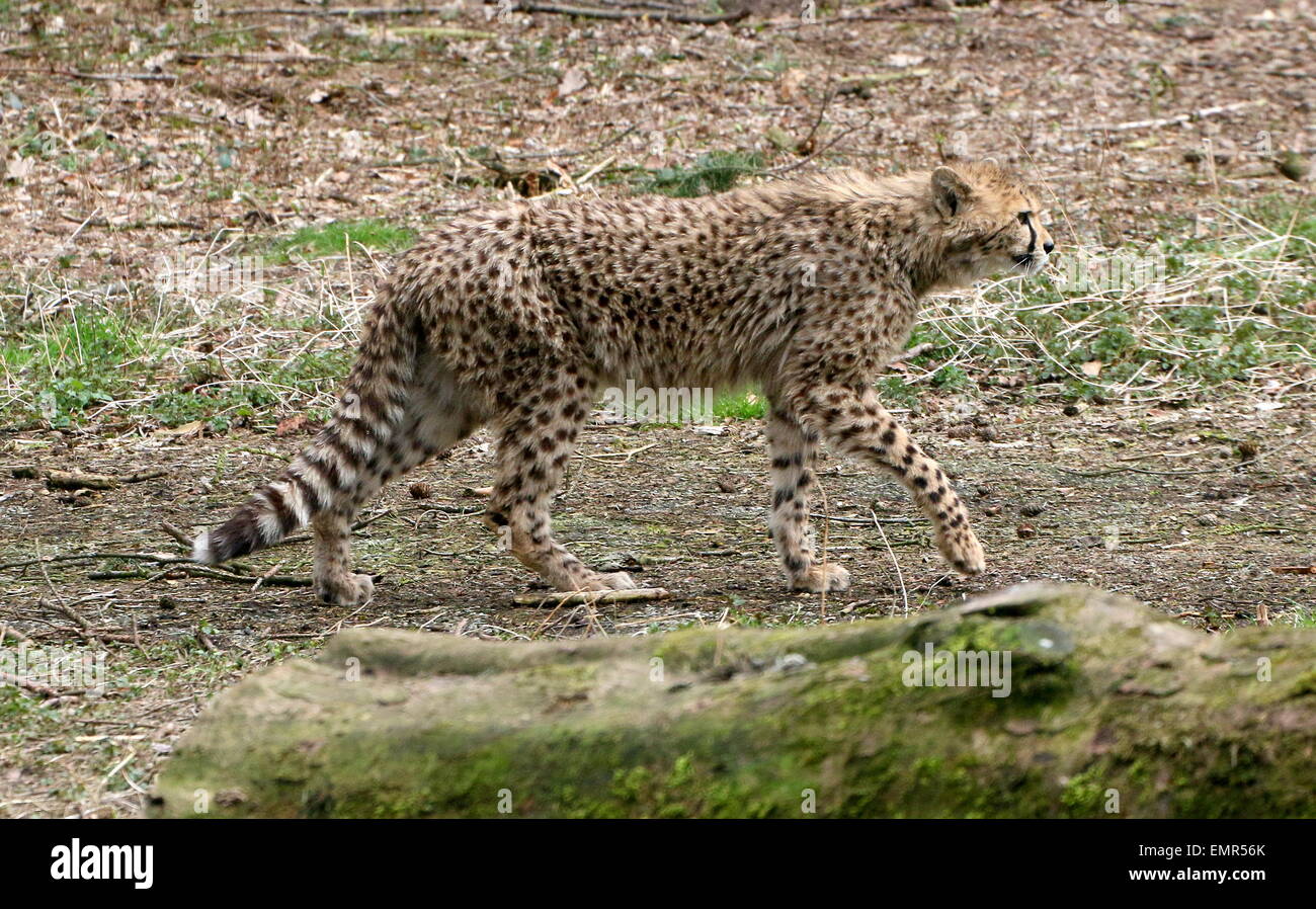 Gepard Hunting Stock Photos & Gepard Hunting Stock Images - Alamy