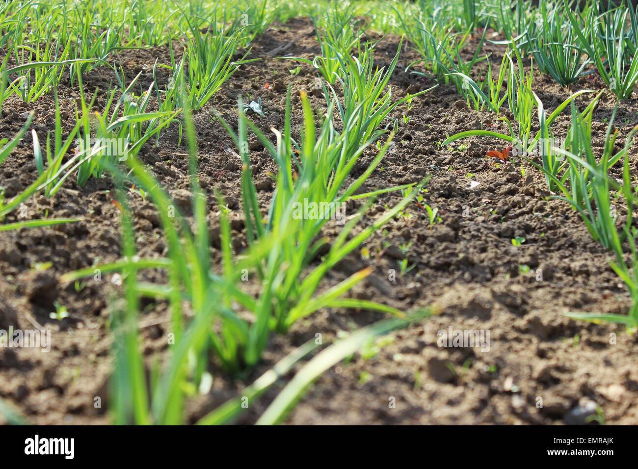 Garlic leaves hi-res stock photography and images - Alamy