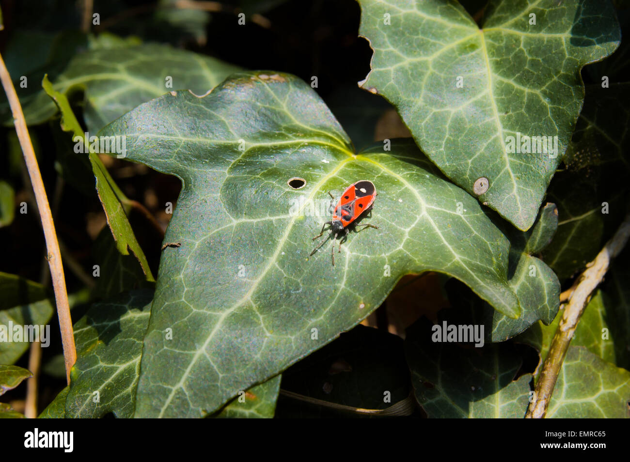 A lonely firebug on a green leaf Stock Photo - Alamy