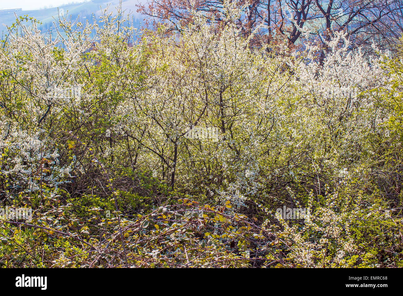 Haw flowers hi-res stock photography and images - Alamy