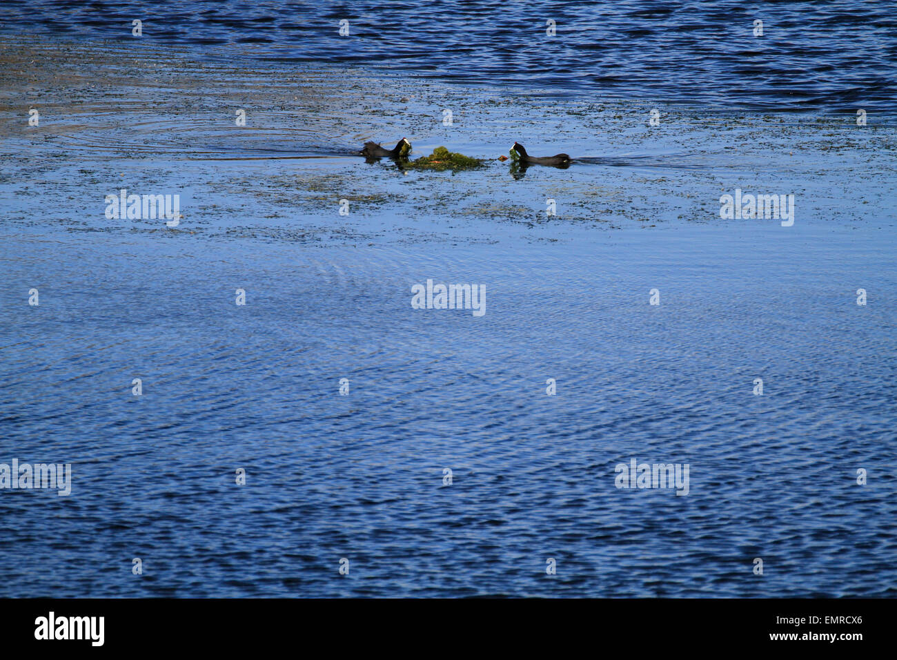 Two Red-knobbed Coots or crested coots (Fulica cristata) at Intaka ...