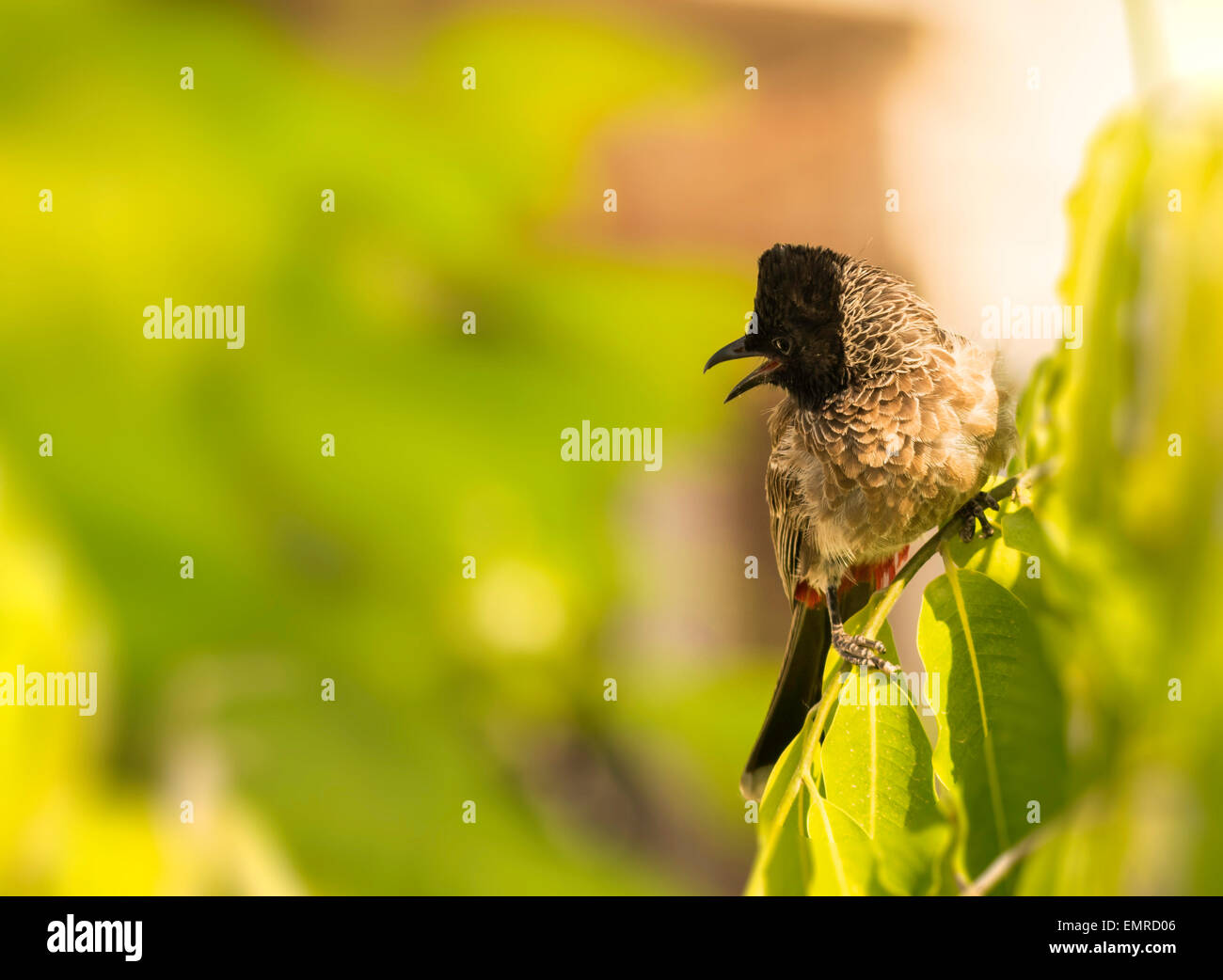 The red vented bulbul, scientific name Pycnonotus cafer is a member of ...