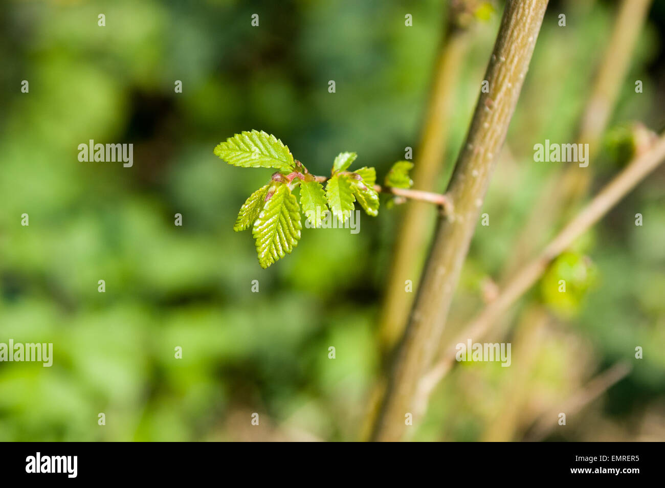 Young green tree leaves during the spring in Italy Stock Photo - Alamy