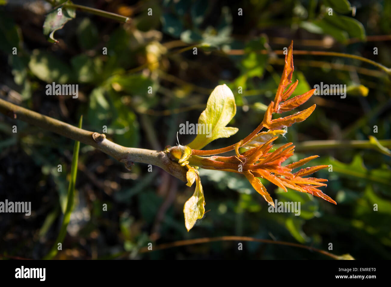 Young orange tree leaves during the spring in Italy Stock Photo - Alamy