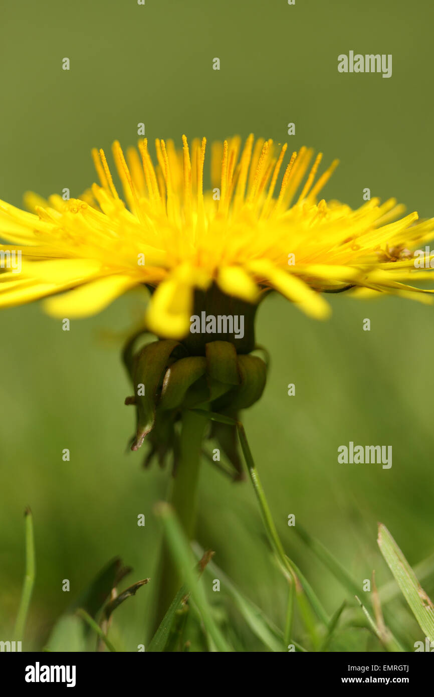 Dandelions uk april hi-res stock photography and images - Alamy