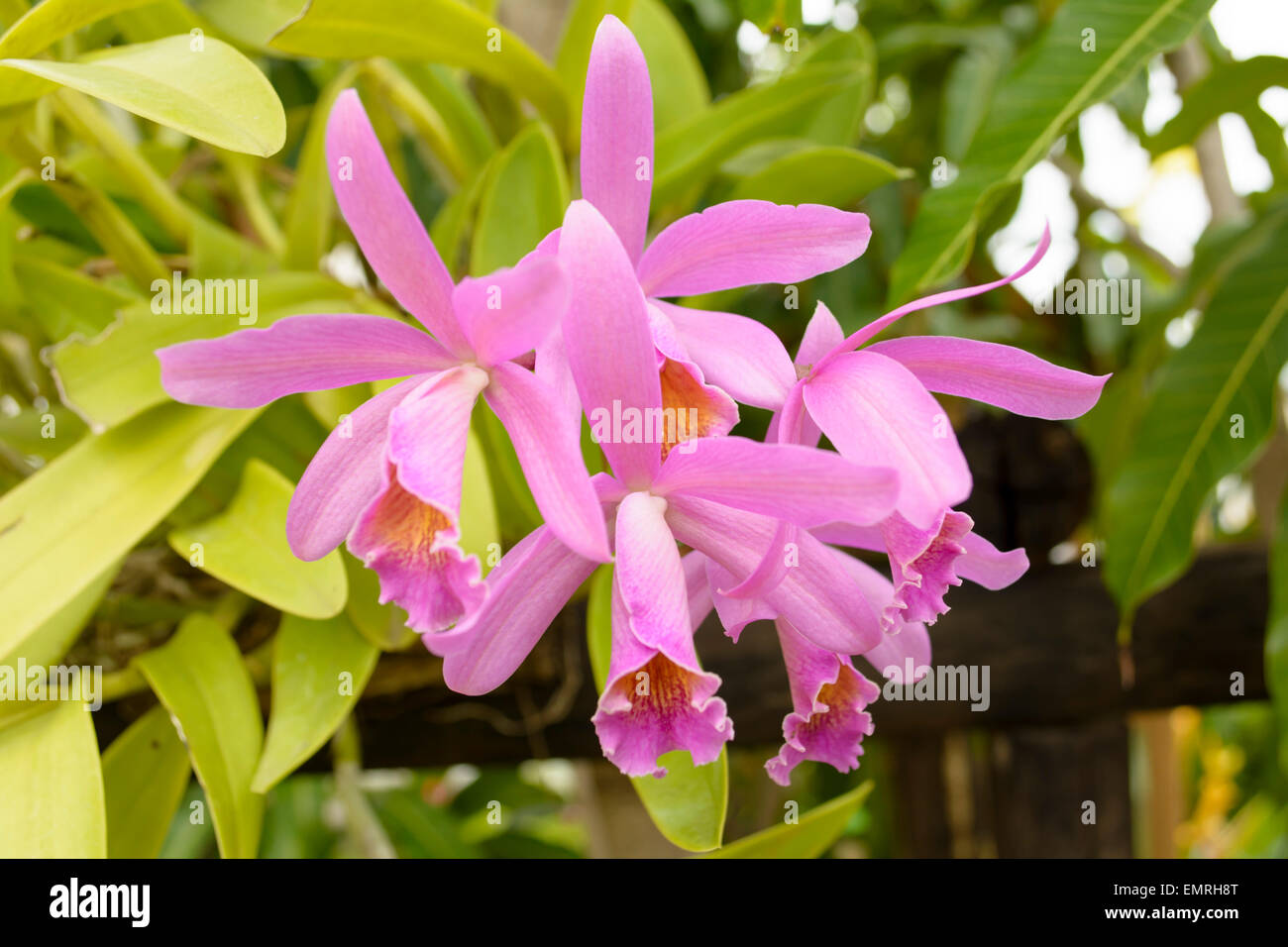 Angel orchid hi-res stock photography and images - Alamy