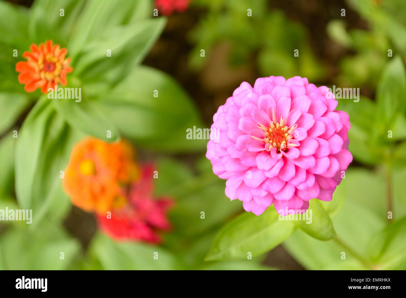 Portulaca hi-res stock photography and images - Alamy
