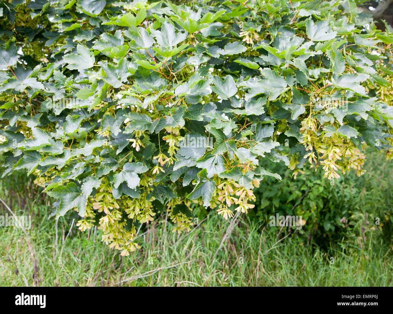 Sycamore tree leaves close up hi-res stock photography and images - Alamy