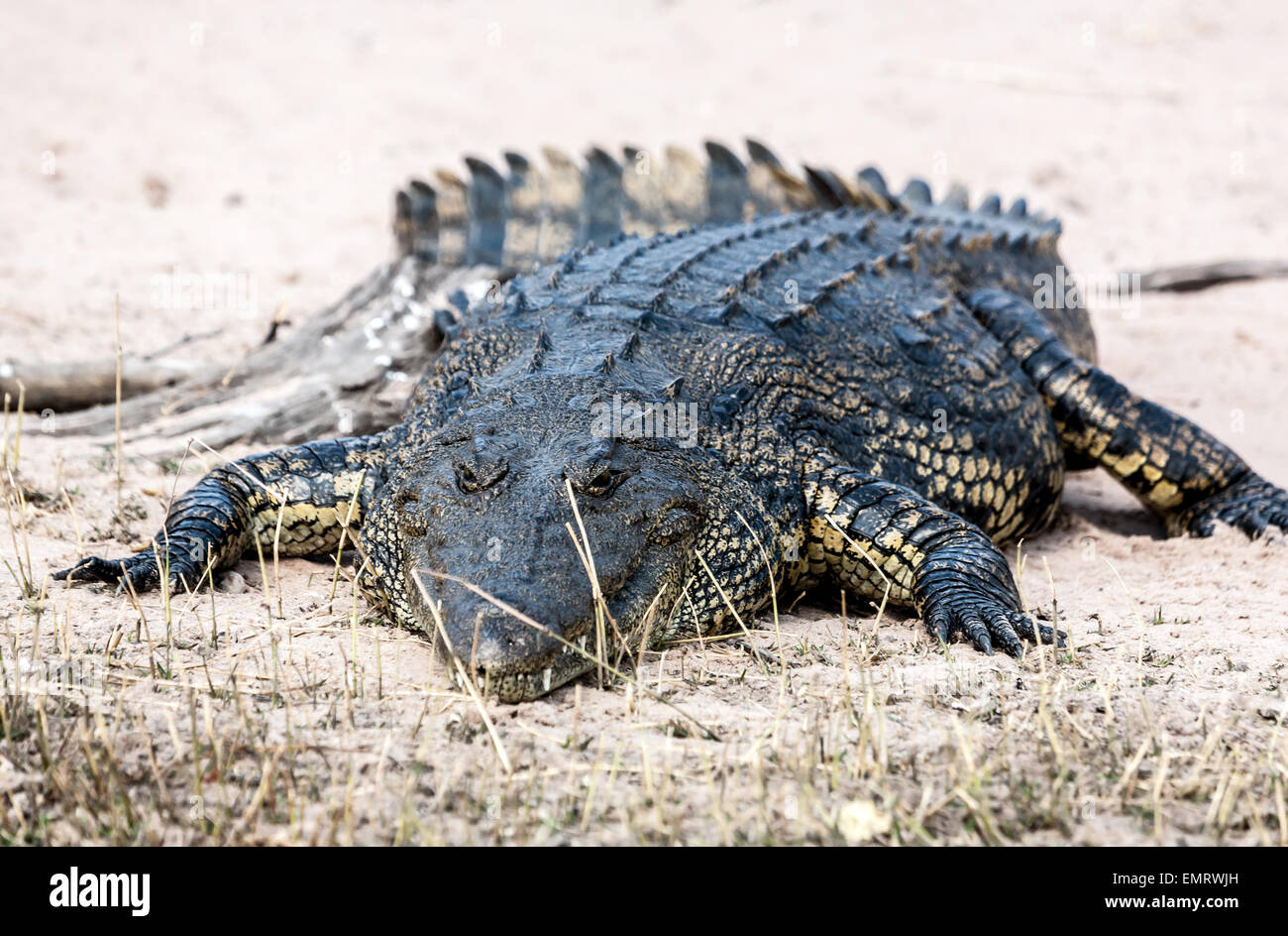 Crocodile lining in the bush, game reserve Botswana Stock Photo - Alamy