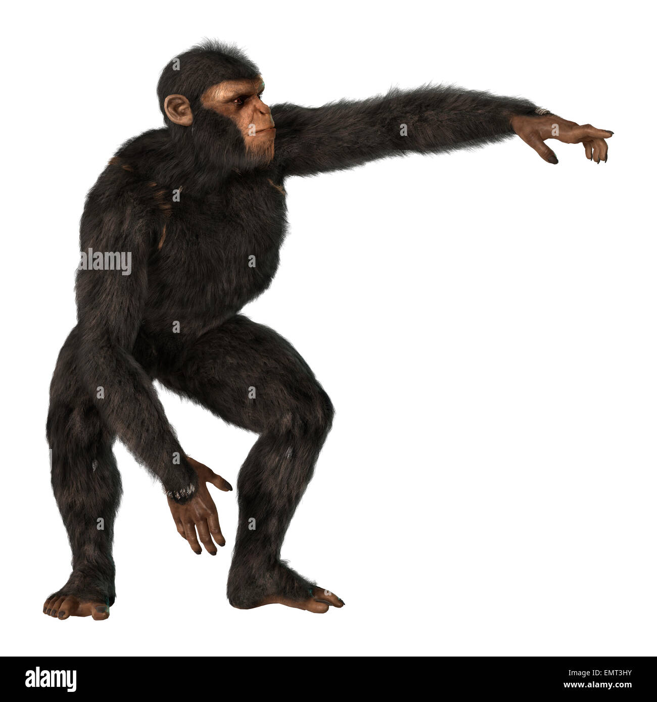 3D digital render of a big chimpanzee pointing at something isolated on ...