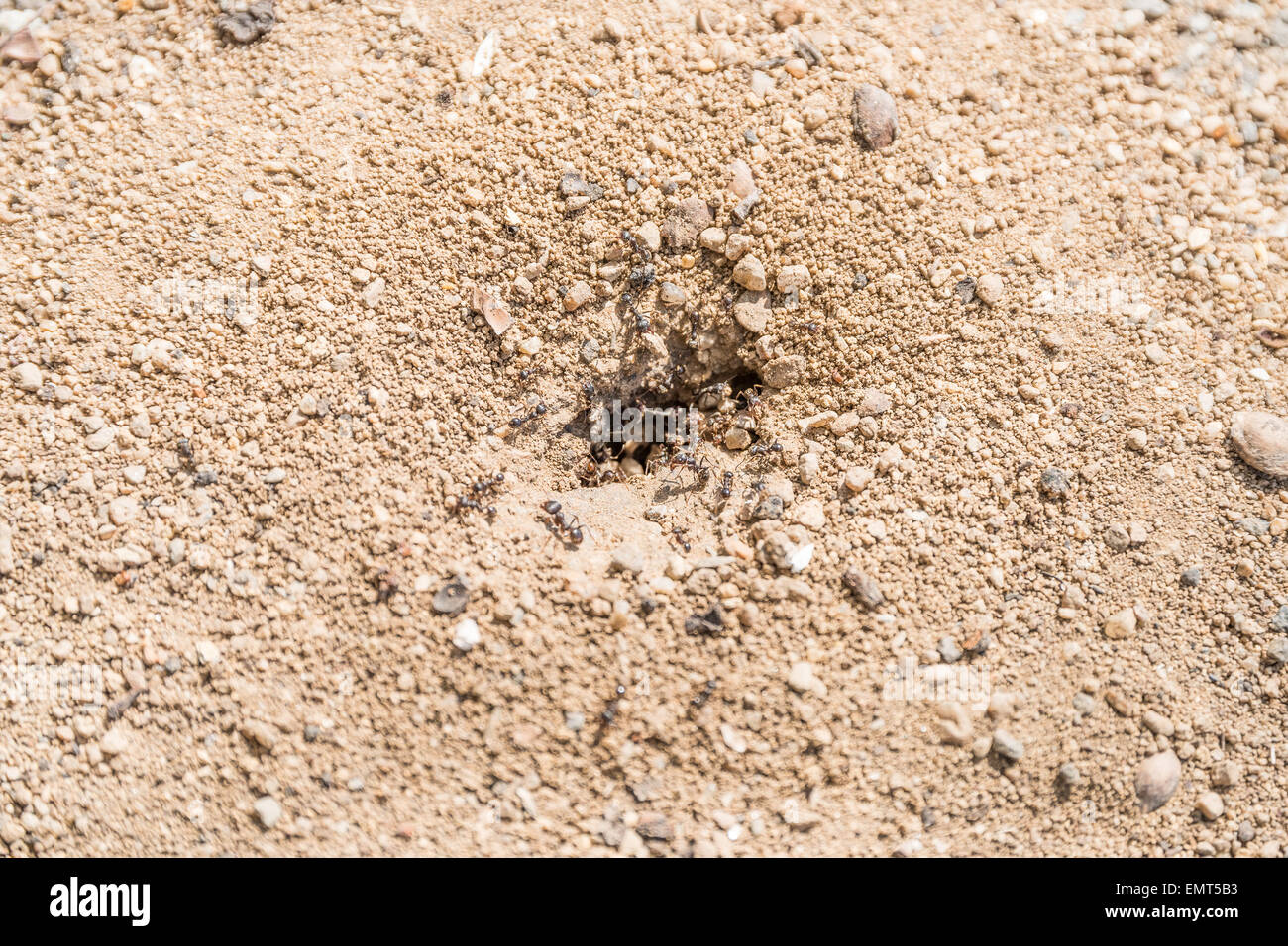 Close up ants nest in hi-res stock photography and images - Alamy